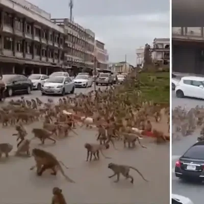 El video de policías tailandeses enfrentándose a una banda de monos rivales | Noticias RCN